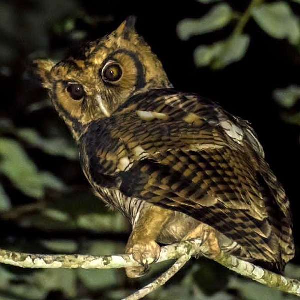 Maajabu ya Bundi anayepatikana Msitu wa Asili wa Amani – Bongo5.com